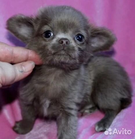 Принцесса Лилу