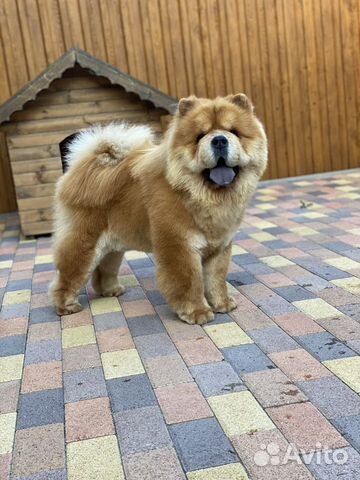 Вязка чау чау