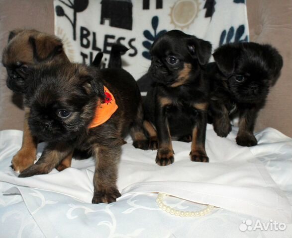 Щенки гриффона и птибрабансона