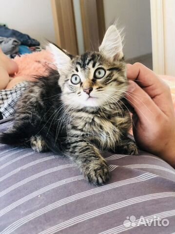 Котенок 2 месяца в добрые руки