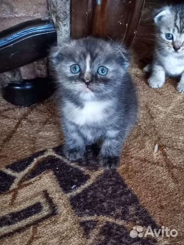Шотландские вислоухие котята