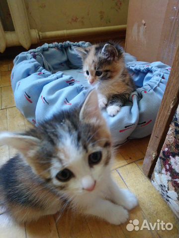 Богатки котята