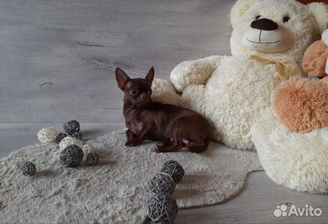 Мини кобби молочная шоколадка беби фейс