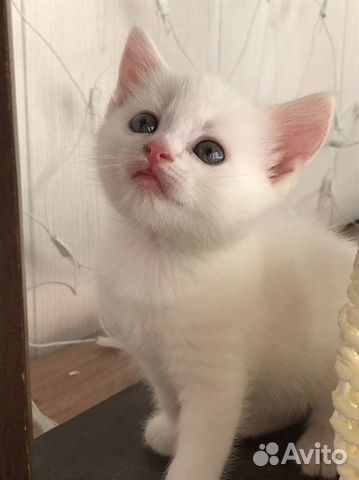 Белый котенок девочка