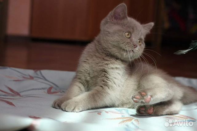 Лиловые Котята. Британцы