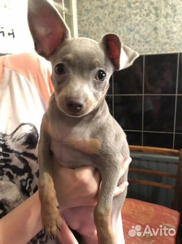 Предлогаются к прадаже щенки той терьра