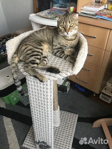 Шотландский вислоухий кот