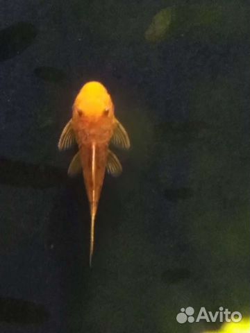 Анциструс красный