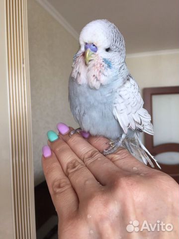 Выставочные волнистые попугаи. ввп. Чехи