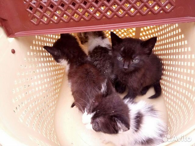 Чудесные севастопольские котята 1 мес