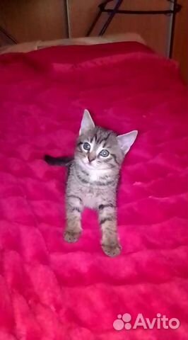 Отдам котят в добрые руки Красивый окрас Очень игр