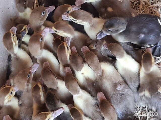Продам мускусных утят
