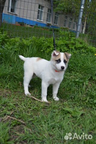 Щенок в дар, в добрые руки