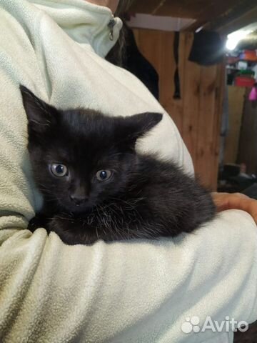 Котятки 2 месяца (чёрный и черно-белый)