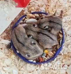 Хомячки