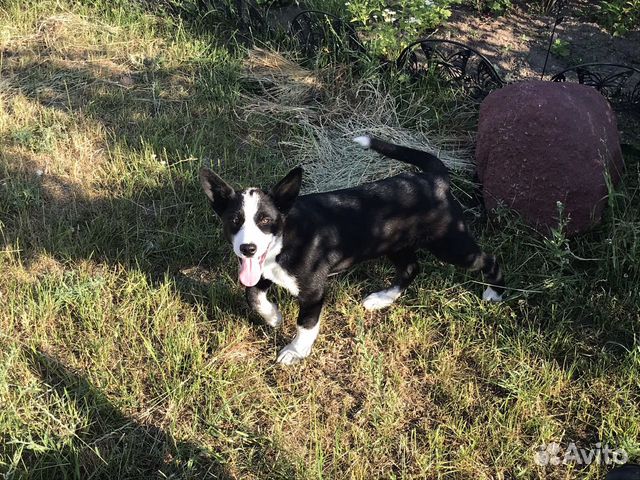 Щенок 3 месяца - метис маламут