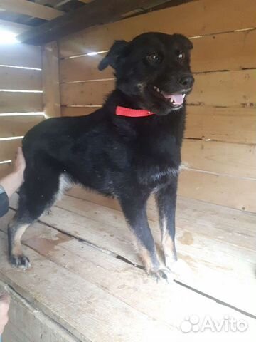 Марго отдам в добрые руки. Доставка