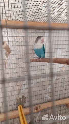 Попугай неразлучник