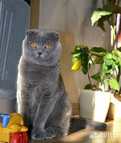 Британский кот