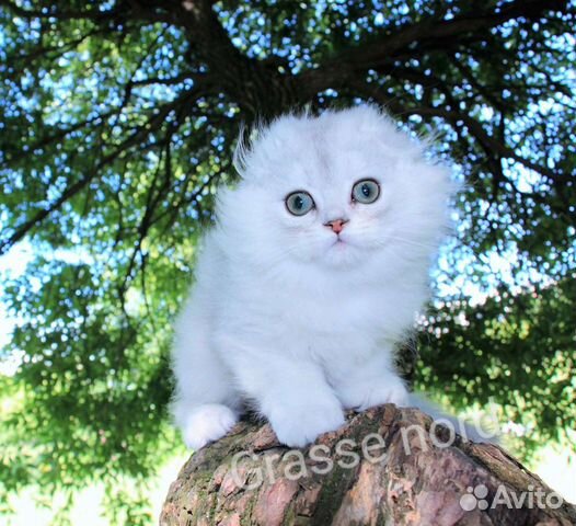 Шотландские котята
