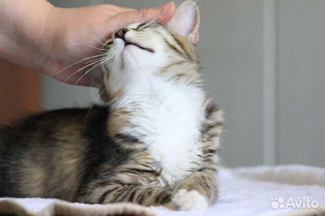 Котенок сверхласковый девочка в дар 3 мес