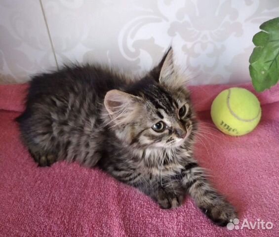 Забавные котята девочка и мальчик 2 месяца в дар