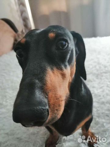 Молодой жених таксы ищет невесту