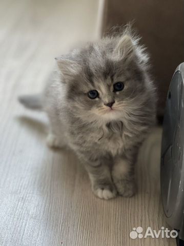 Котенок в добрые руки
