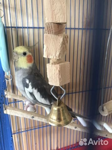 Попугай Корелла с клеткой