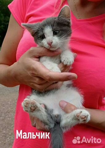Котята в добрые руки 1,5 мес