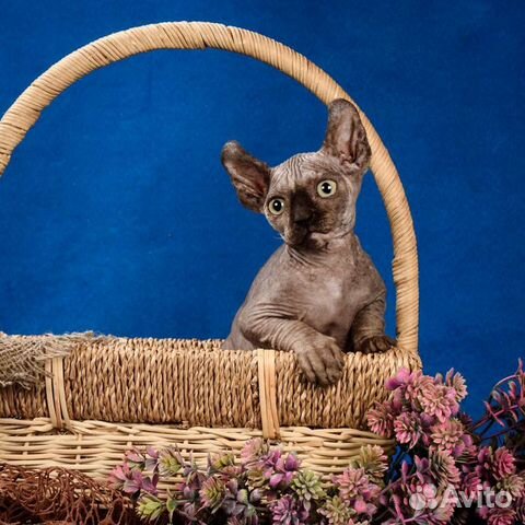 Канадский сфинкс котенок