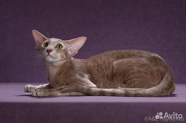 Ориентальный кот