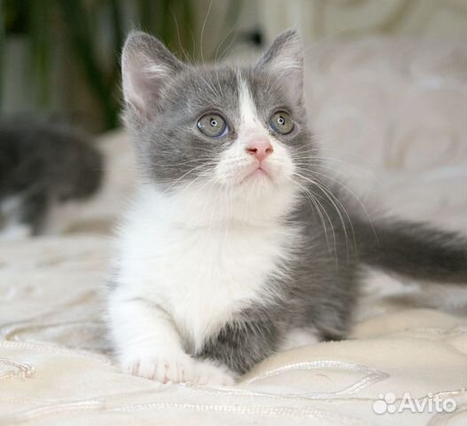Котята Манчкин