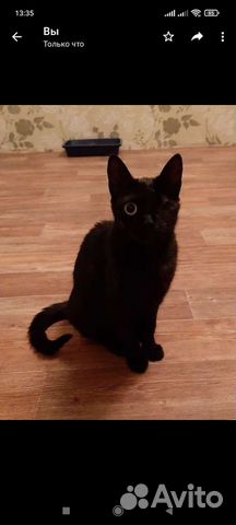 Кошка в дар