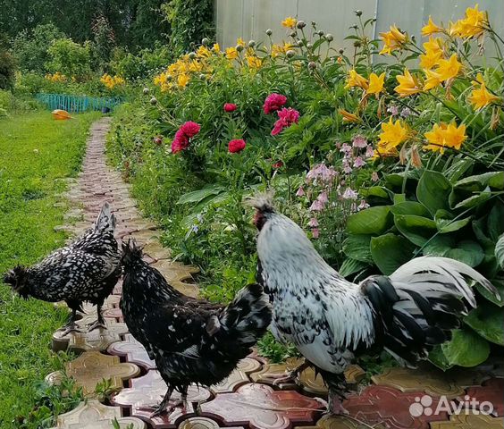 Семья "Павловское серебро"