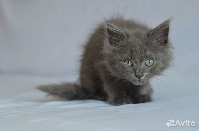 Нибелунги - мальчик и девочка