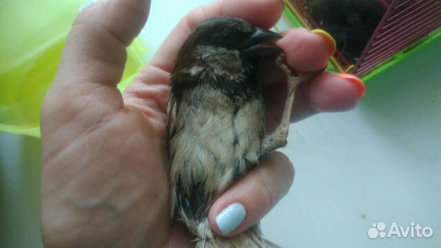 Джек воробей