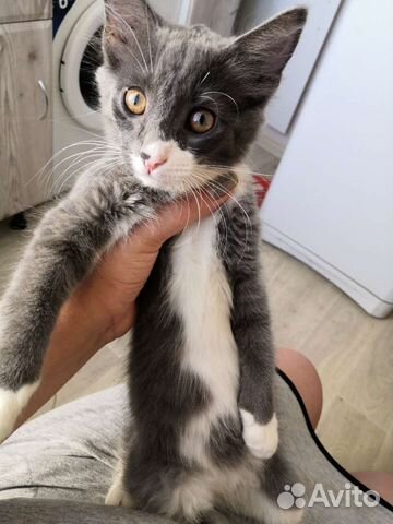 Котята в добрые руки бесплатно