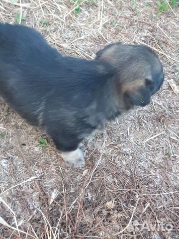 Собаки им 1 месяц