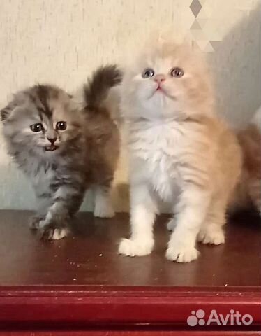 Вислоухие котятки