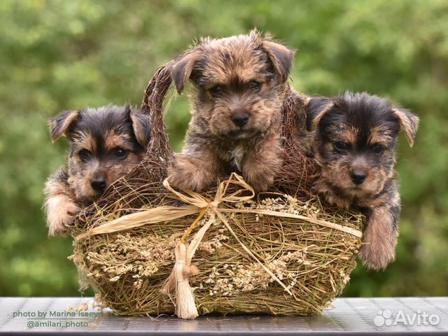 Норвич терьер: девочки и мальчики