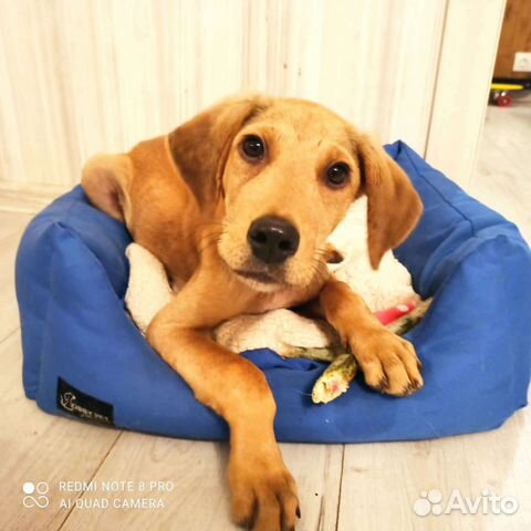 Купер ищет дом