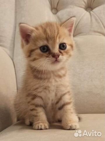 Шотладский котенок