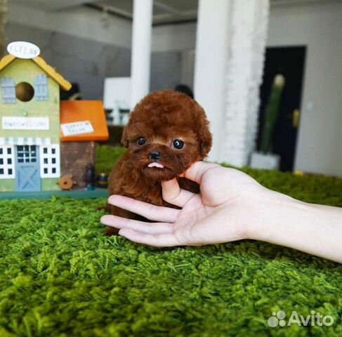 Той-пудель Ти-Кап Импорт Корея