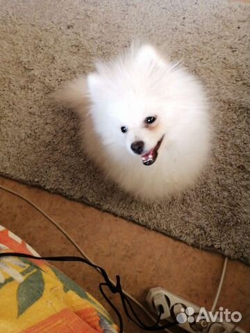 Померанский шпиц mini