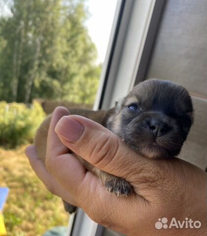 Ищет дом малыш Малый Немецкий Шпиц