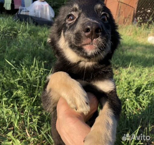 Веста, кудрявая девочка, ищет дом