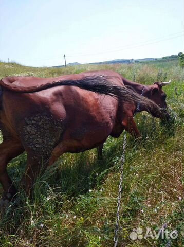 Корова на молоко