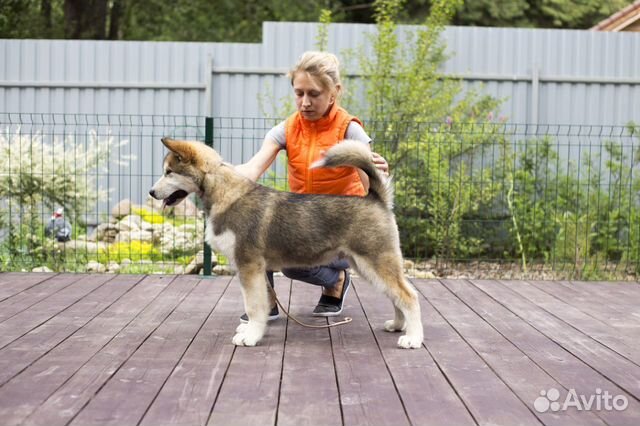 Щенок маламута редкого окраса