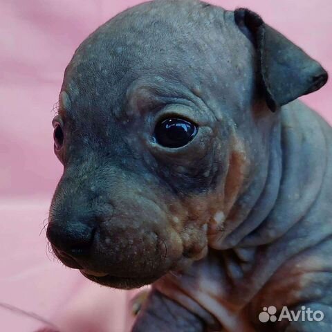 Малыши американского голого терьера